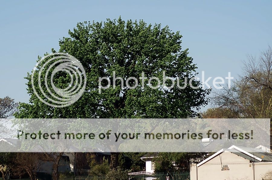 Trees - Page 197 - PentaxForums.com